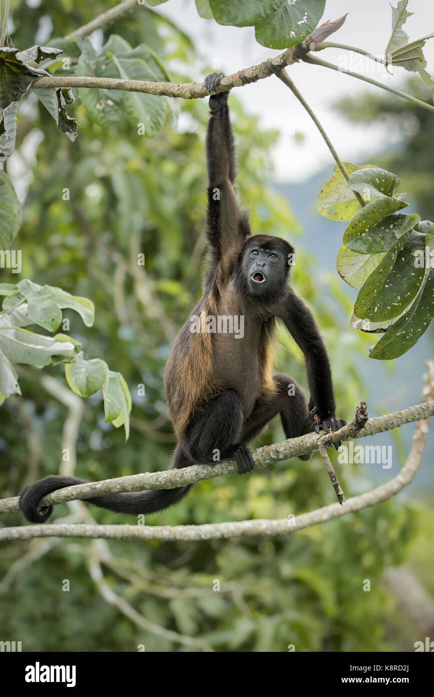 Mantled Howler Monkey (Alouatta palliata), calling from cecropia tree ...