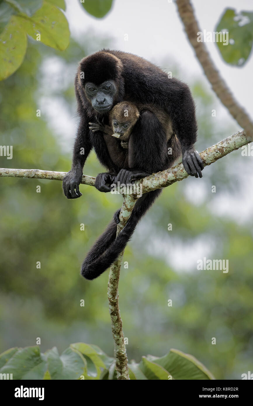 Mantled Howler monkey (Alouatta palliata), female with infant, Gamboa ...
