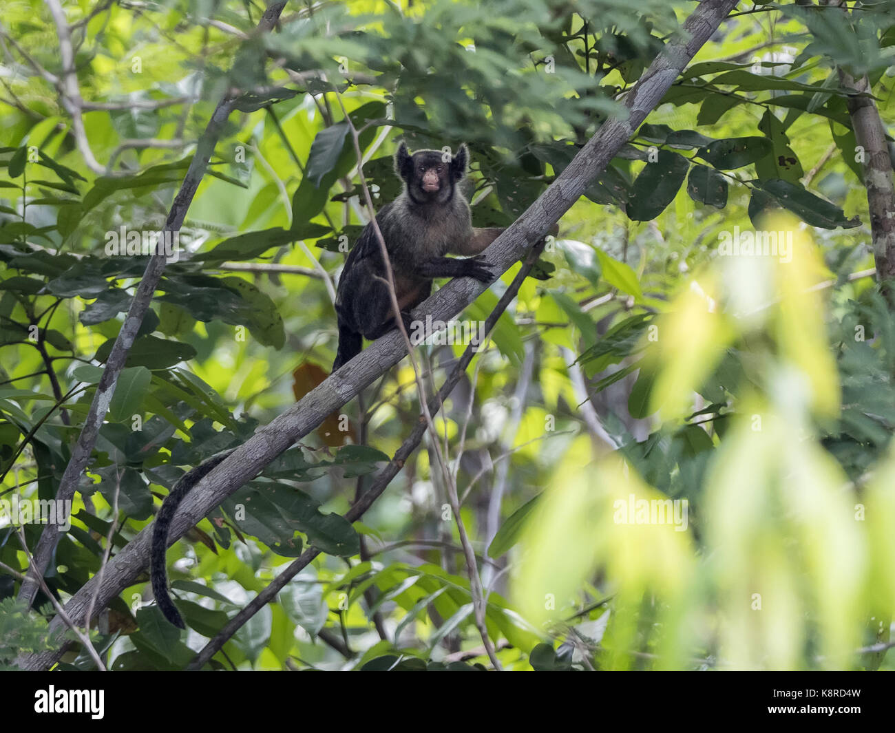 Mau's Marmoset (Mico mauesi), Amazonas, Brazil, June Stock Photo - Alamy