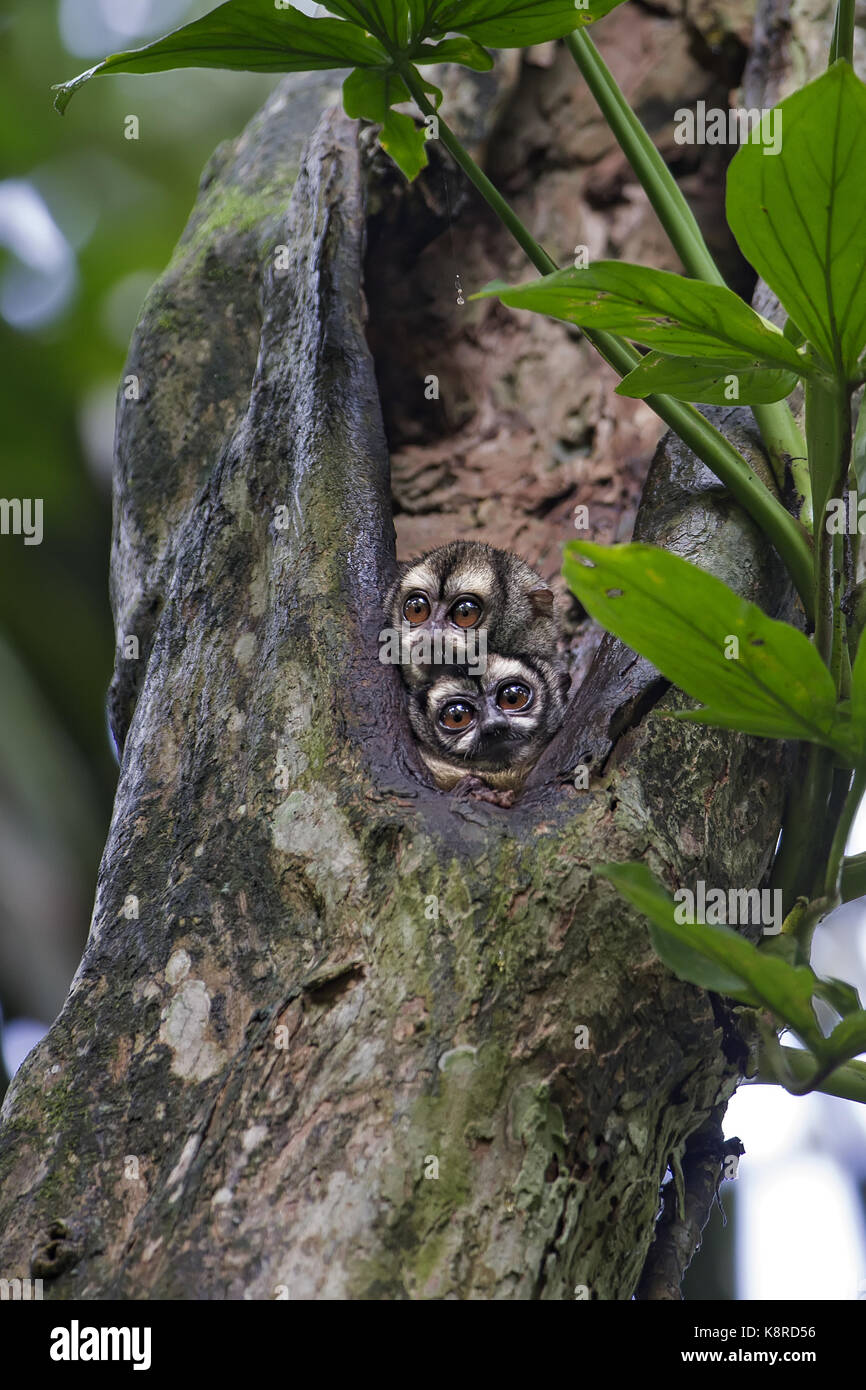 Panamanian Night Monkeys (Aotus zonalis), pair in roosting hole, Gamboa ...