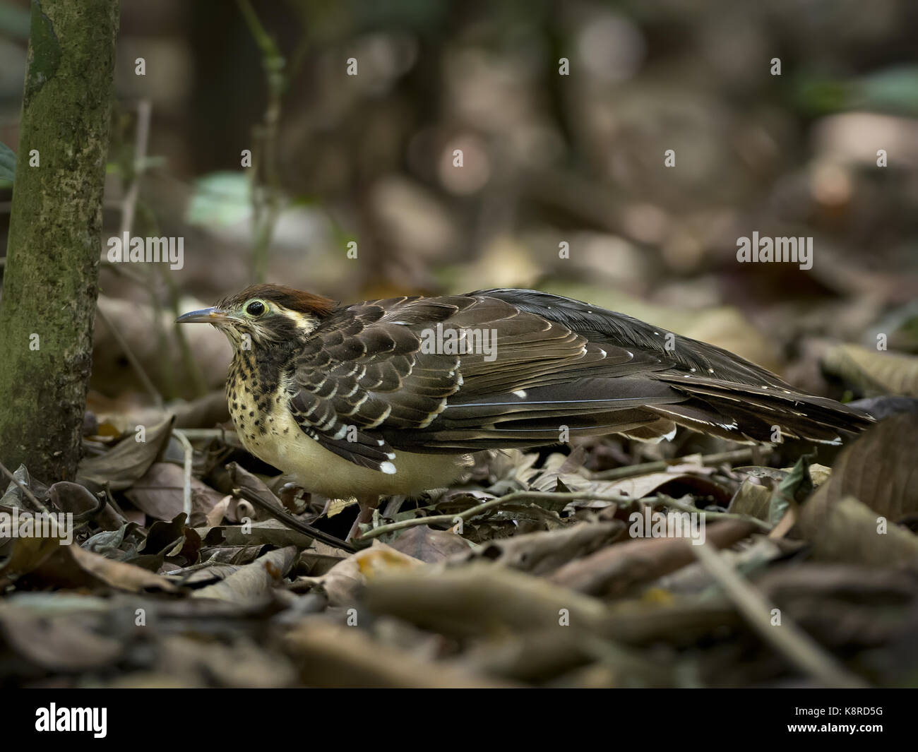 Pheasant Cuckoo (Dromococcyx phasianellus), Gamboa, Panama, March Stock ...