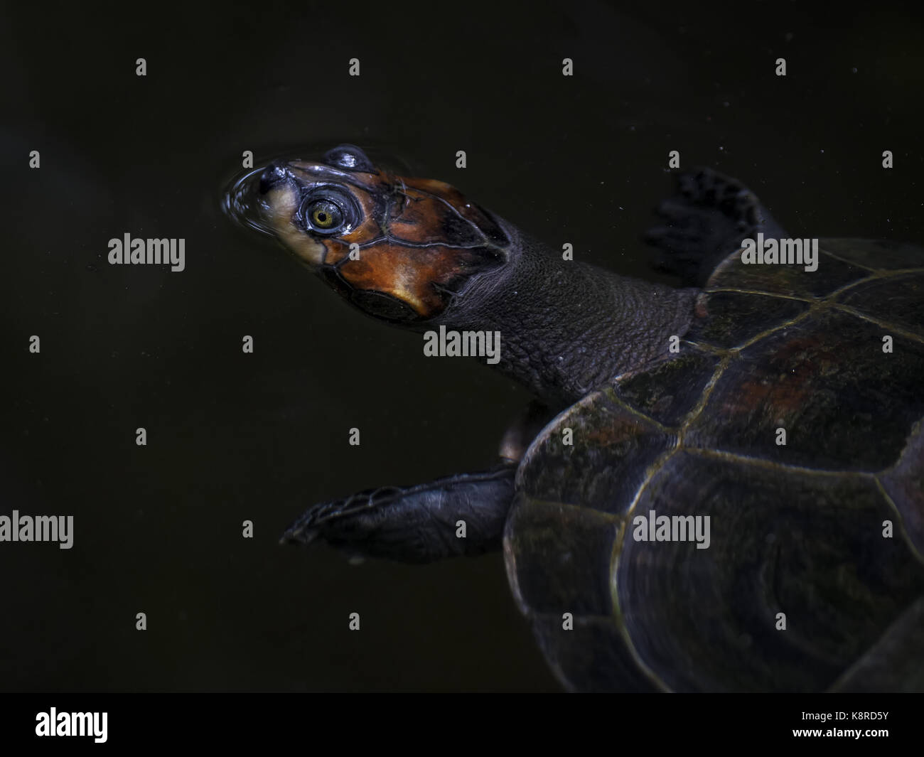 Arrau River Turtle (Podocnemis expansa) under water lentils, Amazonas ...