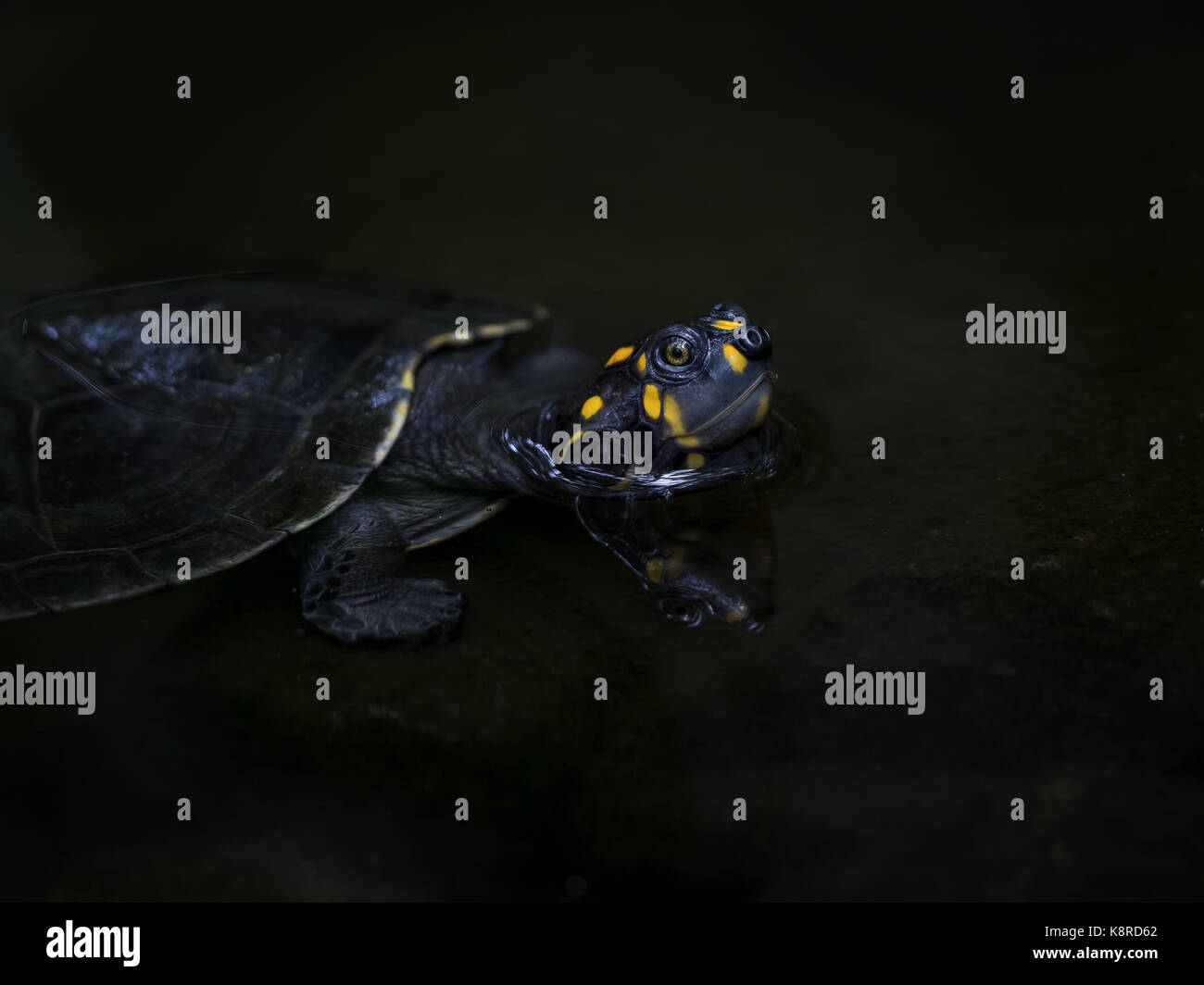 Yellow-spotted River Turtle (Podocnemis unifilis), juvenile, Amazonas ...