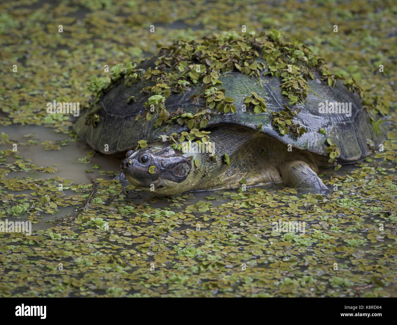 Arrau River Turtle (Podocnemis expansa) under water lentils, Amazonas ...