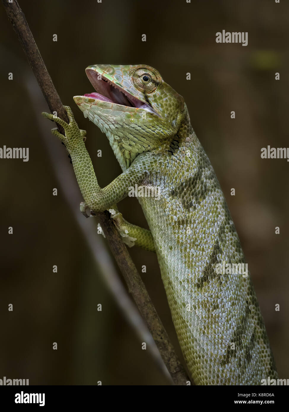 Canopy lizard (Polychrus gutturosus), Gamboa, Panama, May Stock Photo ...