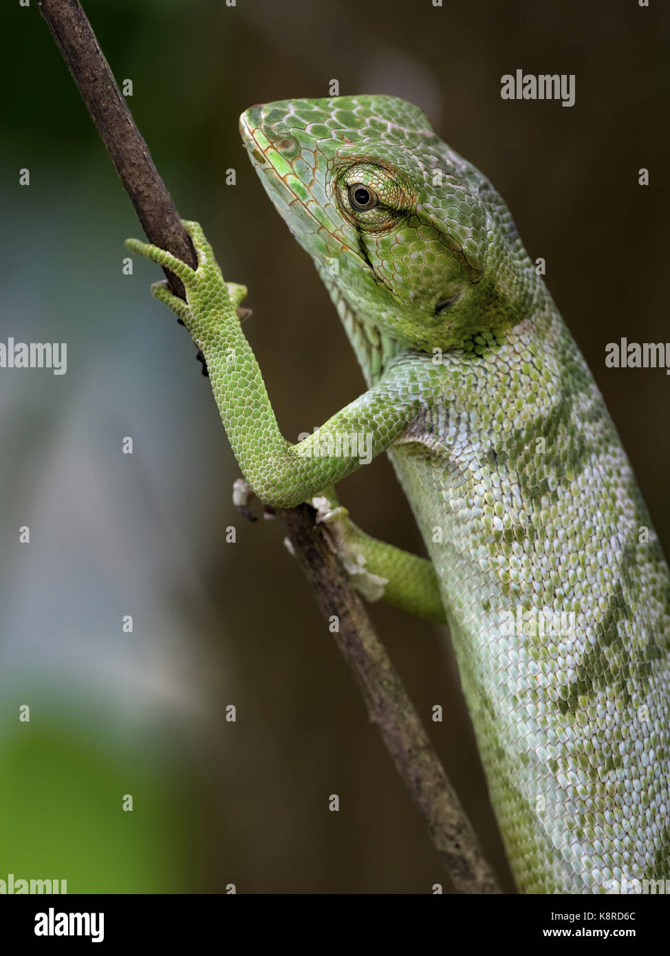 Canopy lizard (Polychrus gutturosus), Gamboa, Panama, May Stock Photo ...