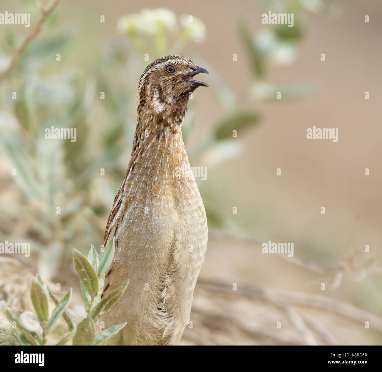 Common quail spain hi-res stock photography and images - Alamy