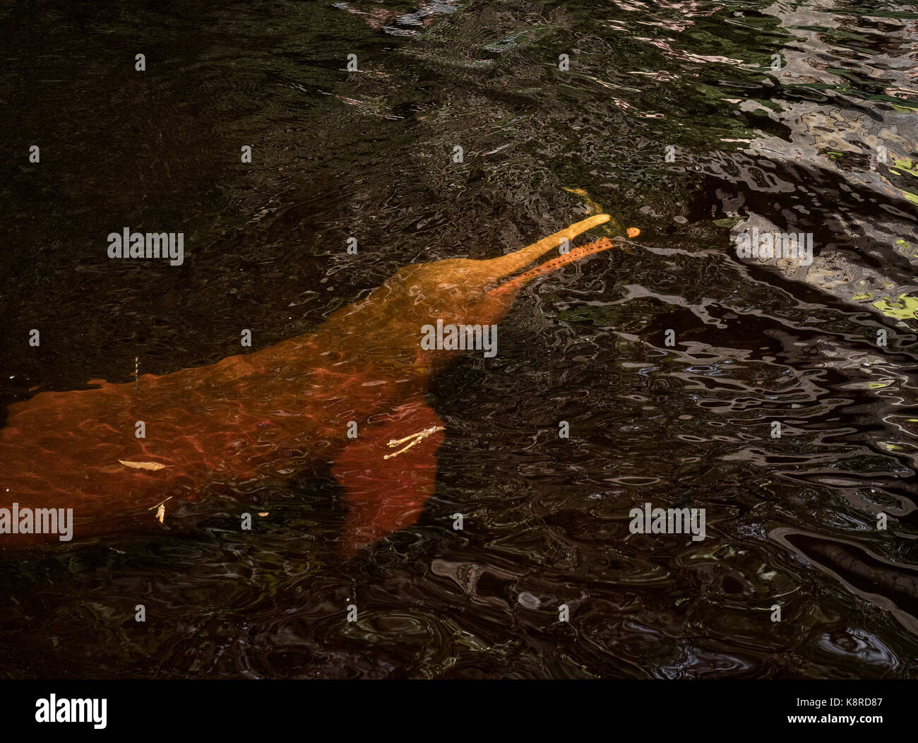 Brazil river dolphin hi-res stock photography and images - Alamy