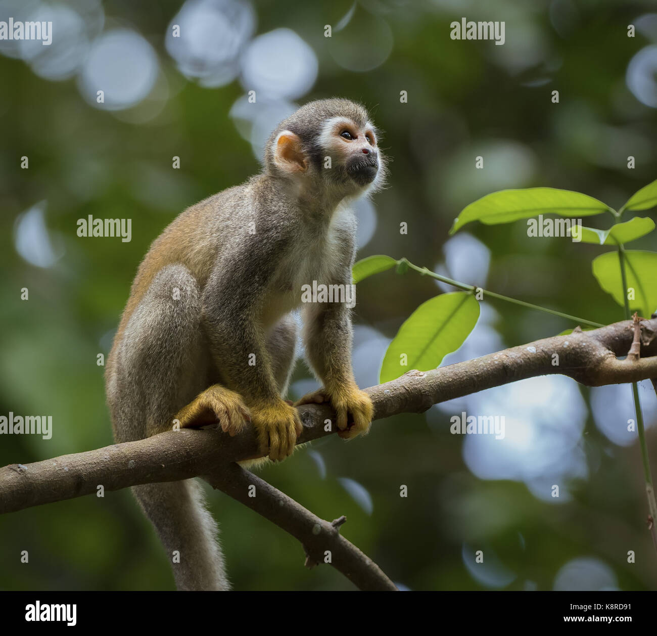Common Squirrel Monkey (Saimiri sciureus), Amazonas, Brazil, June Stock ...