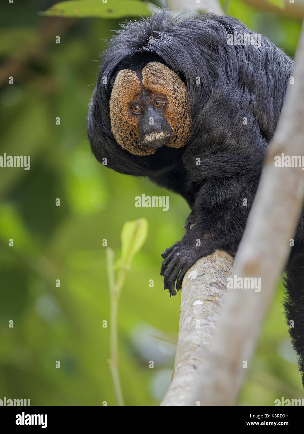 Pithecia pithecia chrysocephala hi-res stock photography and images - Alamy