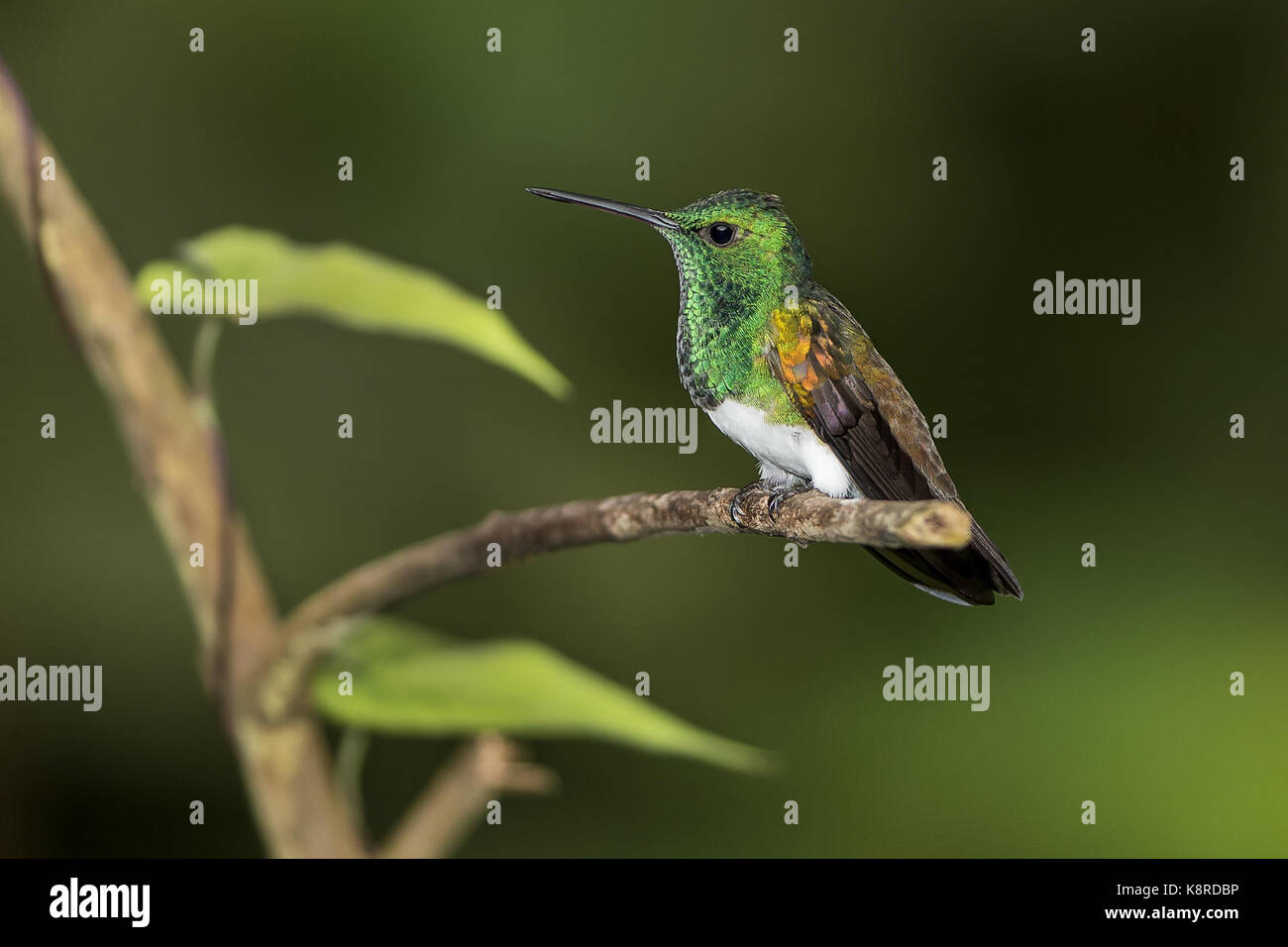 Snowy-bellied Hummingbird (Amazilia edward), Cerro Azul, Panama, July ...