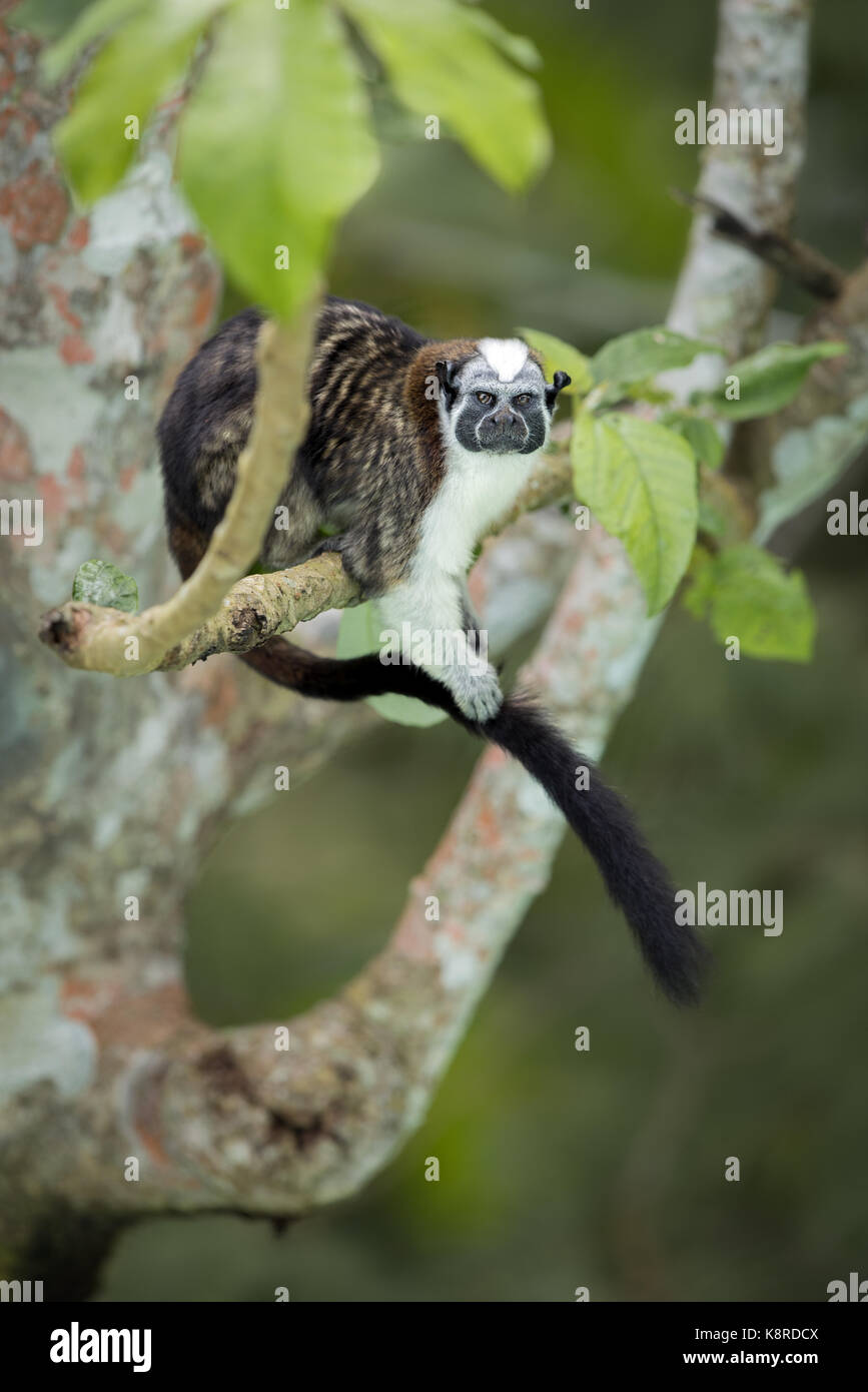 Geoffroy's Tamarin (Saguinus geoffroyi), Gamboa, Panama, July Stock ...