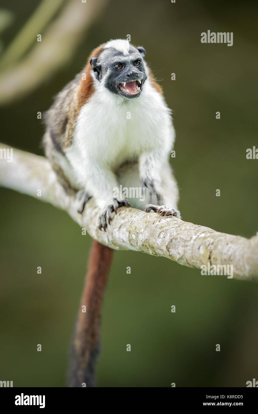 Geoffroy's Tamarin (Saguinus geoffroyi), Gamboa, Panama, July Stock ...