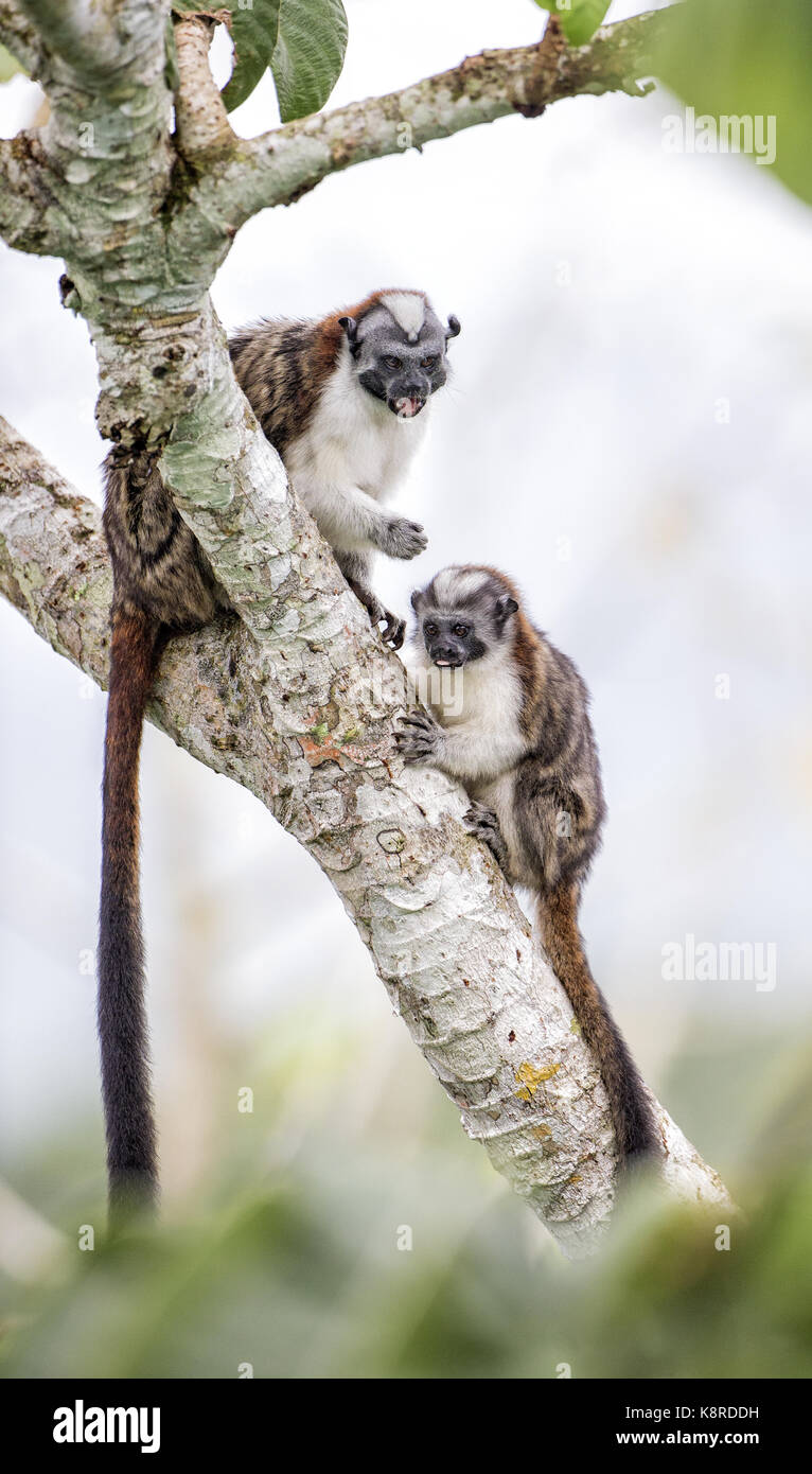 Geoffroy's Tamarin (Saguinus geoffroyi), adult with young, Gamboa ...