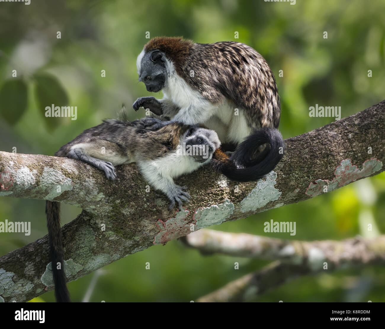 Geoffroy's Tamarin (Saguinus geoffroyi), adult grooming young, Gamboa ...