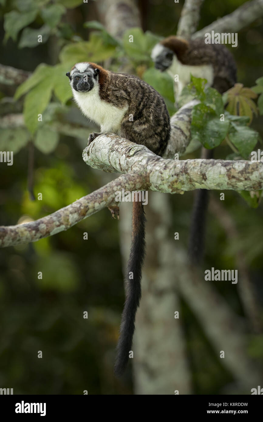 Geoffroy's Tamarin (Saguinus geoffroyi), Gamboa, Panama, July Stock ...