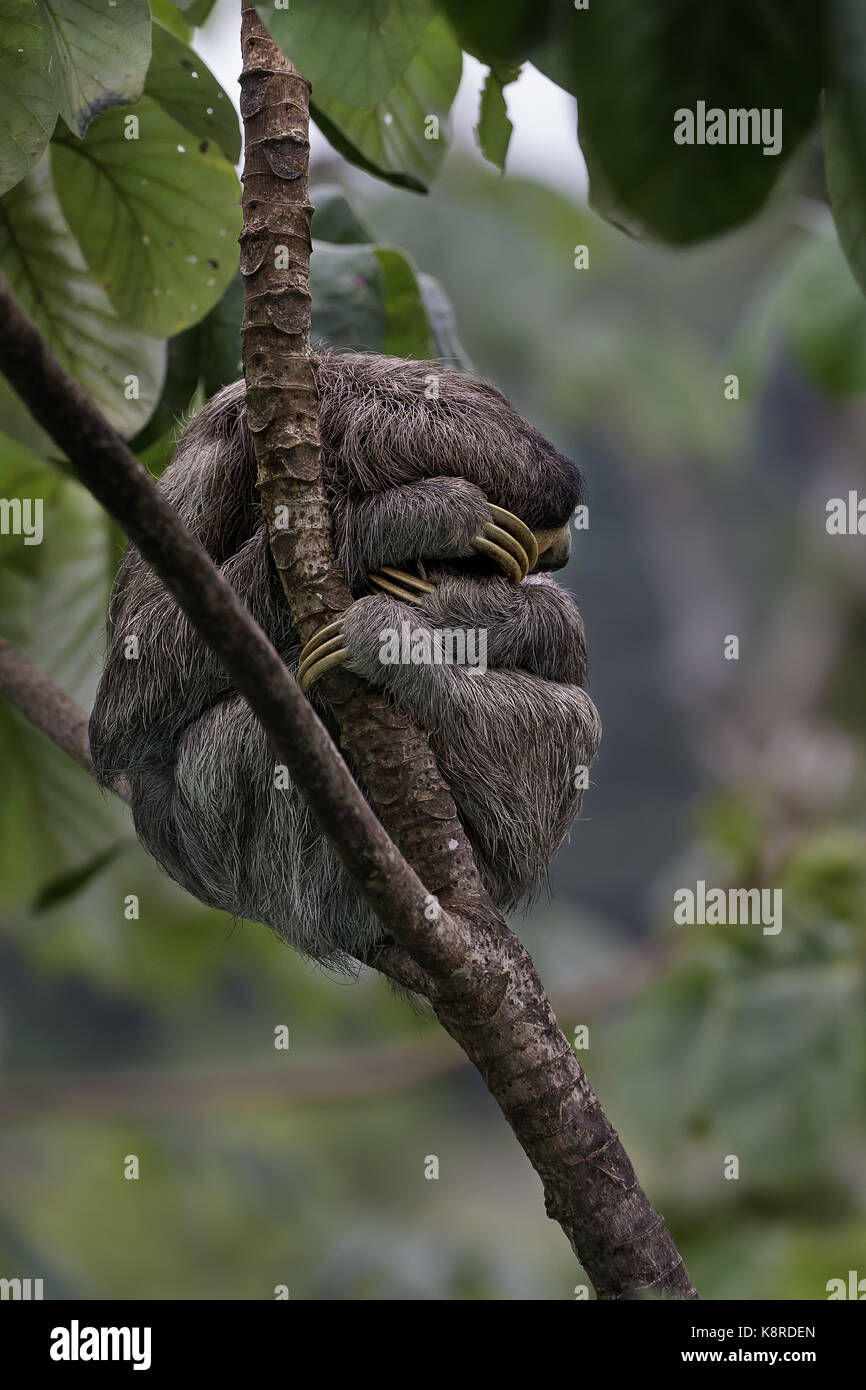 Brown-throated Three-toed Sloth (Bradypus variegatus), Panama Stock ...