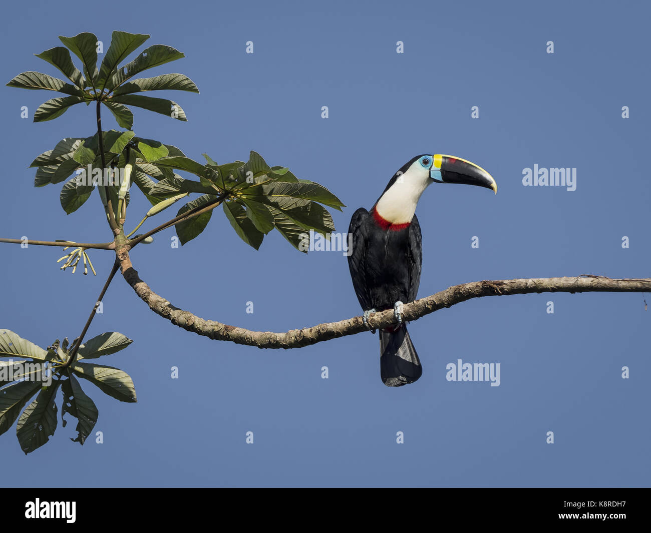 White-throated Toucan (Ramphastos tucanus), on cecropia tree branch ...