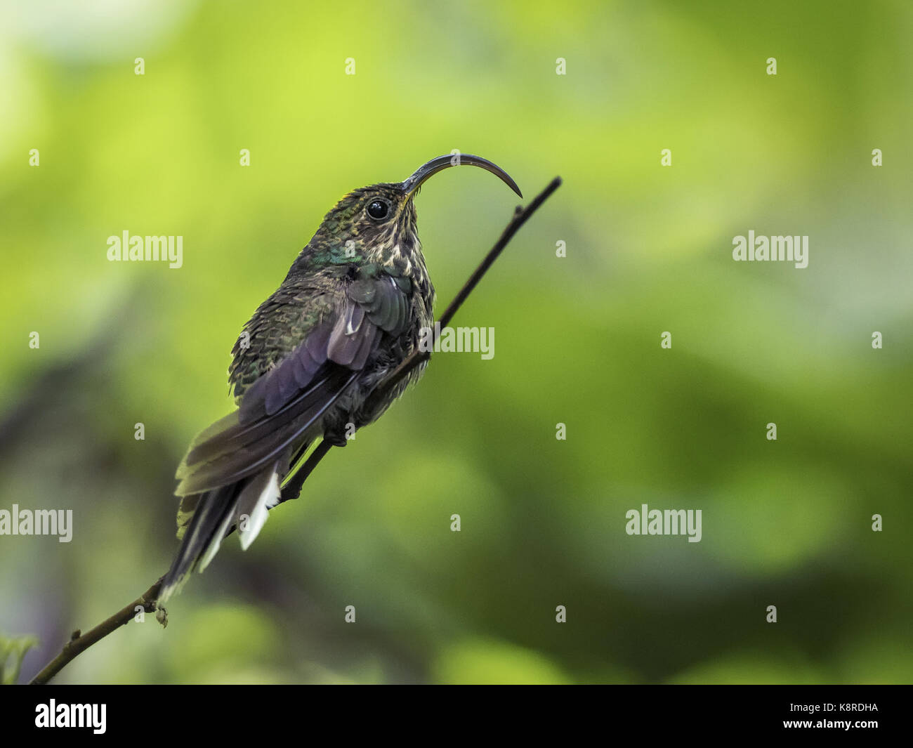 Sicklebill hummingbird hi-res stock photography and images - Alamy