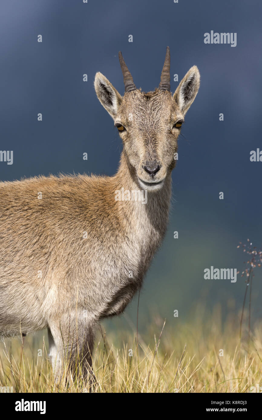 Alpine Ibex (Capra ibex), young female standing on meadow, Niederhorn ...