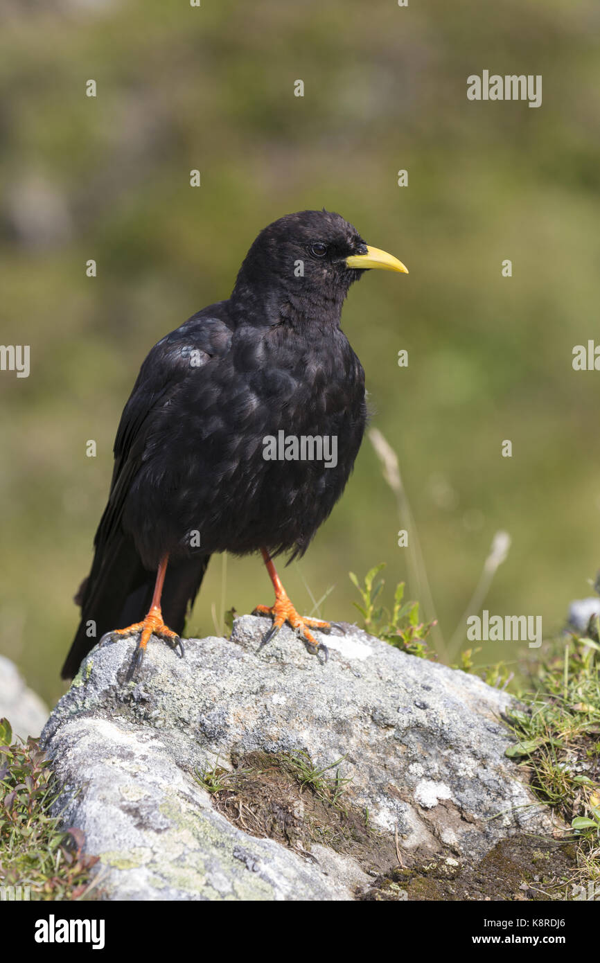 Alpine Chough (Pyrrhocorax graculus), adult standing on rock ...