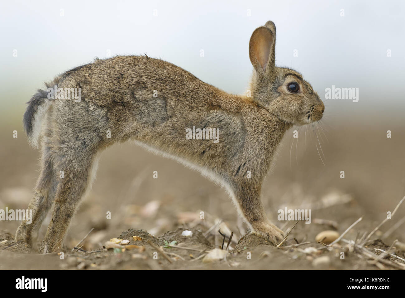 European Rabbit (Oryctolagus cuniculus) young, alert, stretching on ...