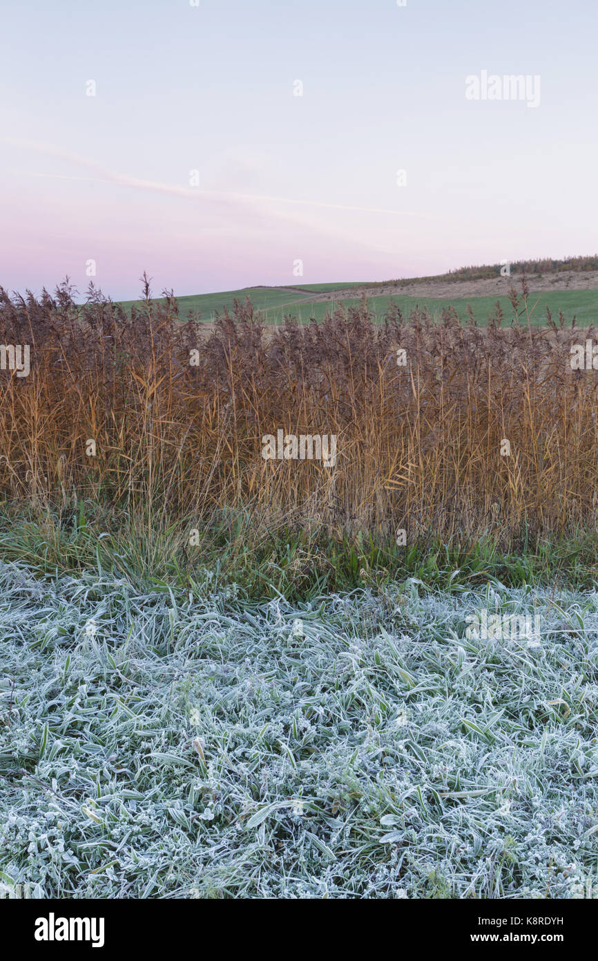 Grass common reed hi-res stock photography and images - Alamy
