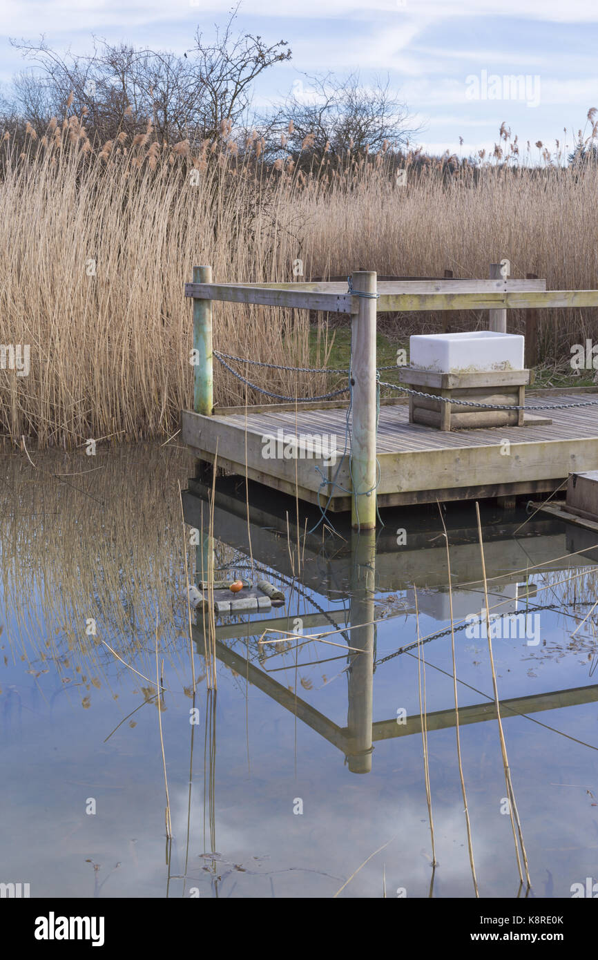Pond dipping platform next to reedbed, Foxglove Covert Local Nature ...