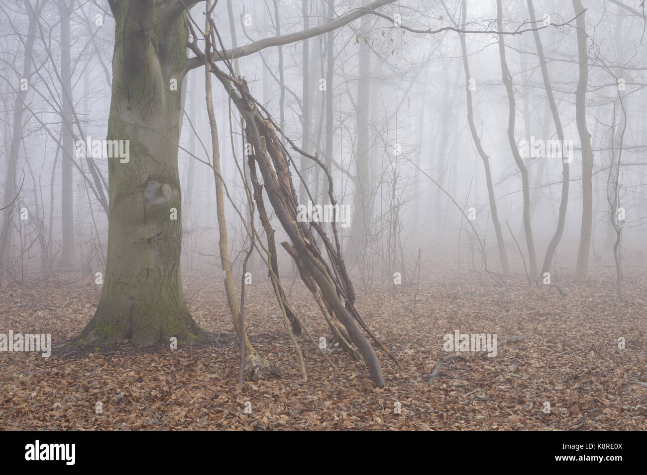 Makeshift den, in Common Beech (Fagus sylvatica) woodland habitat, in ...