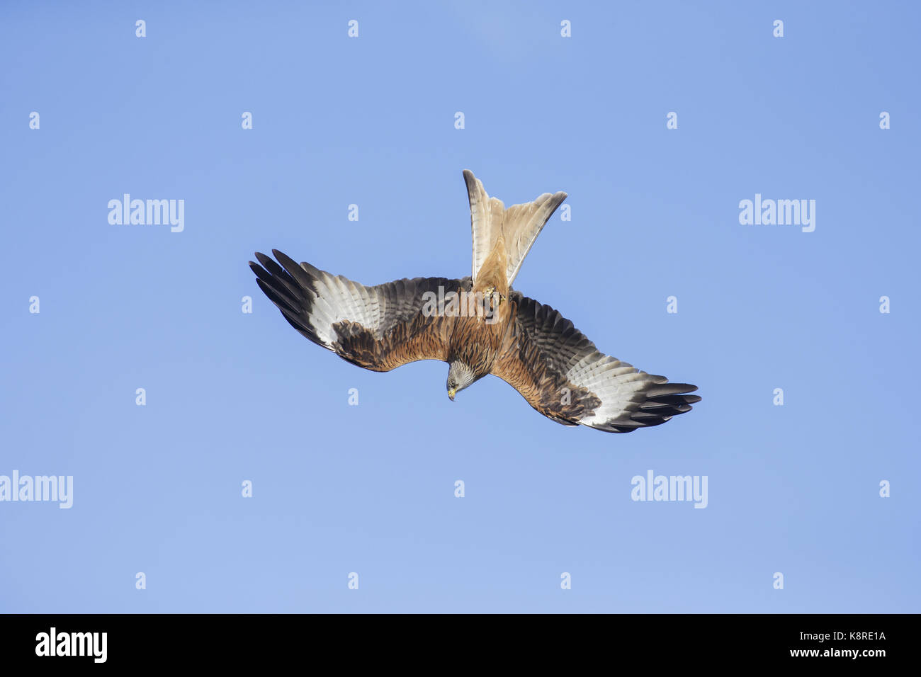 English britain british england hi-res stock photography and images - Alamy