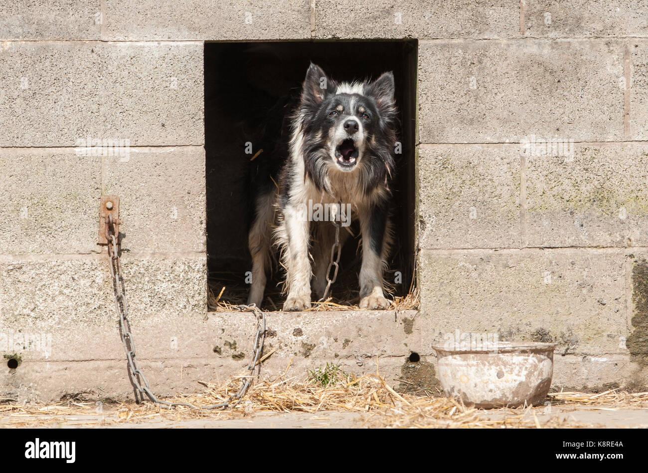 A farm sheepdog barking from a kennel, Longridge, Preston, Lancashire ...
