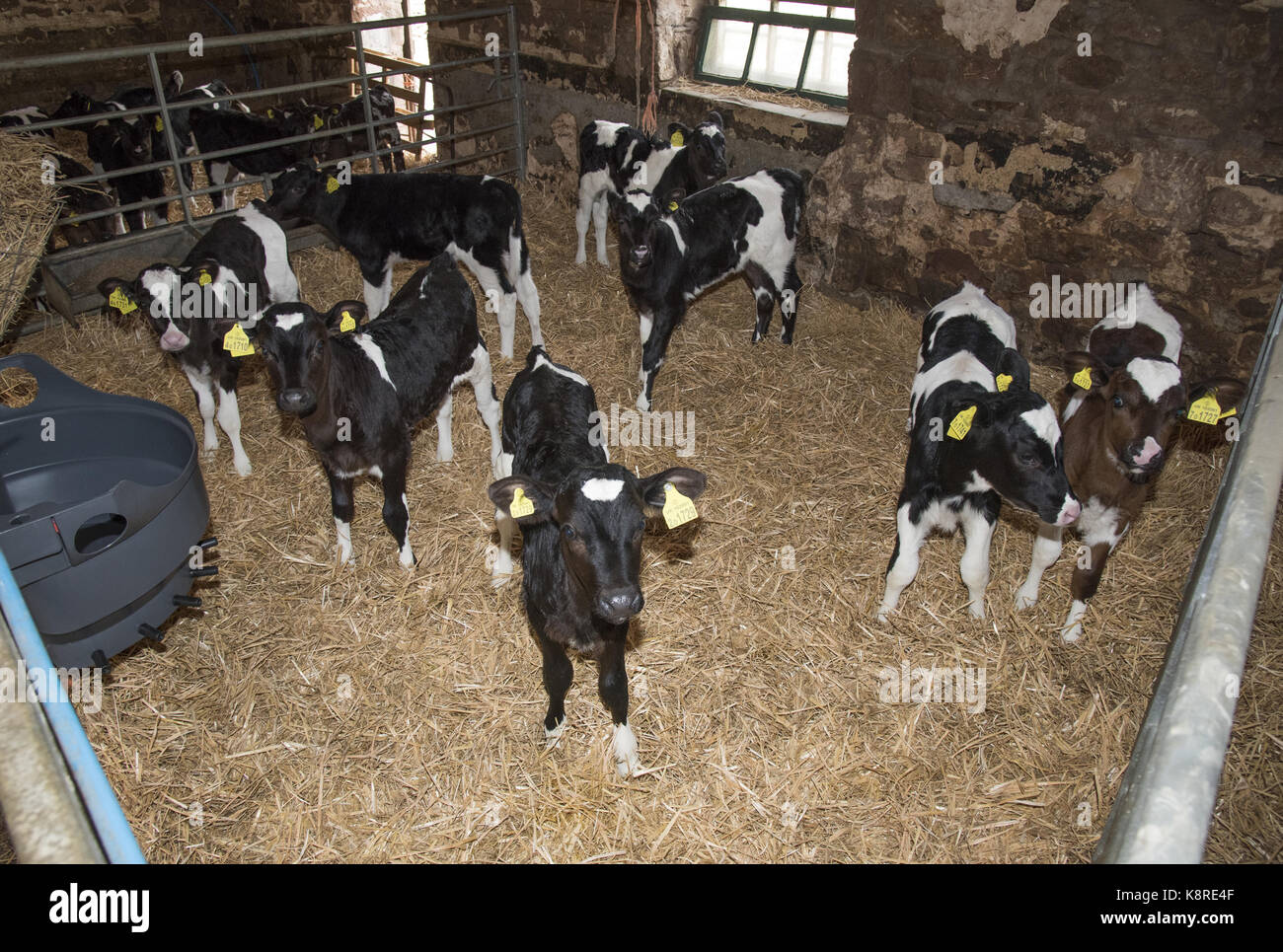 Calves in a straw calf rearing pen, Cheshire Stock Photo - Alamy