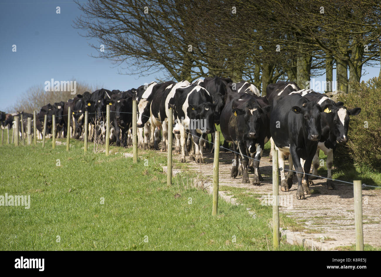 Dairy cows coming in for milking down a concrete railway sleeper cow ...