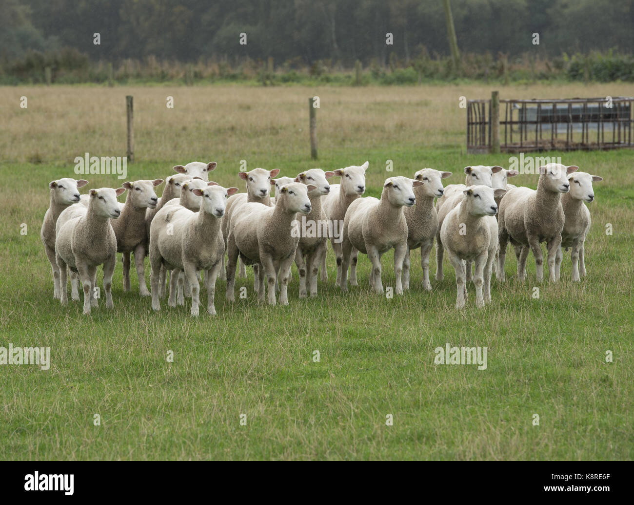 Highlander ram lambs, York, Yorkshire Stock Photo - Alamy