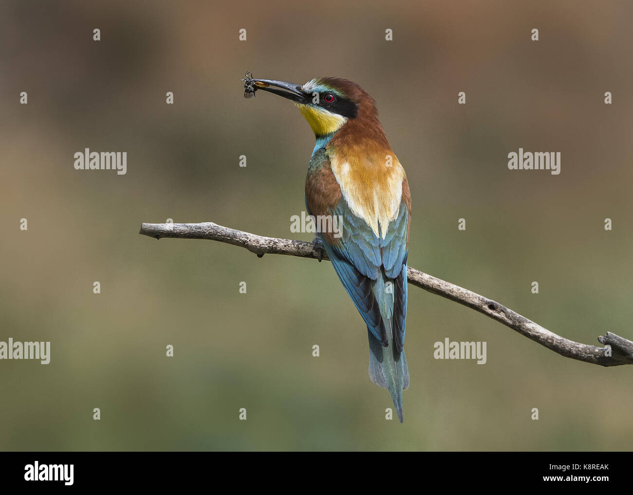 Bee-eater (Merop apiaster) perched on branch with bee in beak, Hortob ...