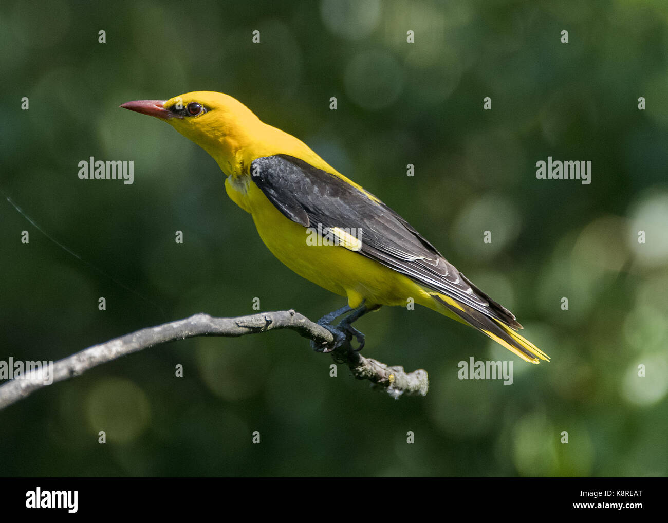 Oriole golden (Oriolus oriolus), adult male sitting on branch in tree ...
