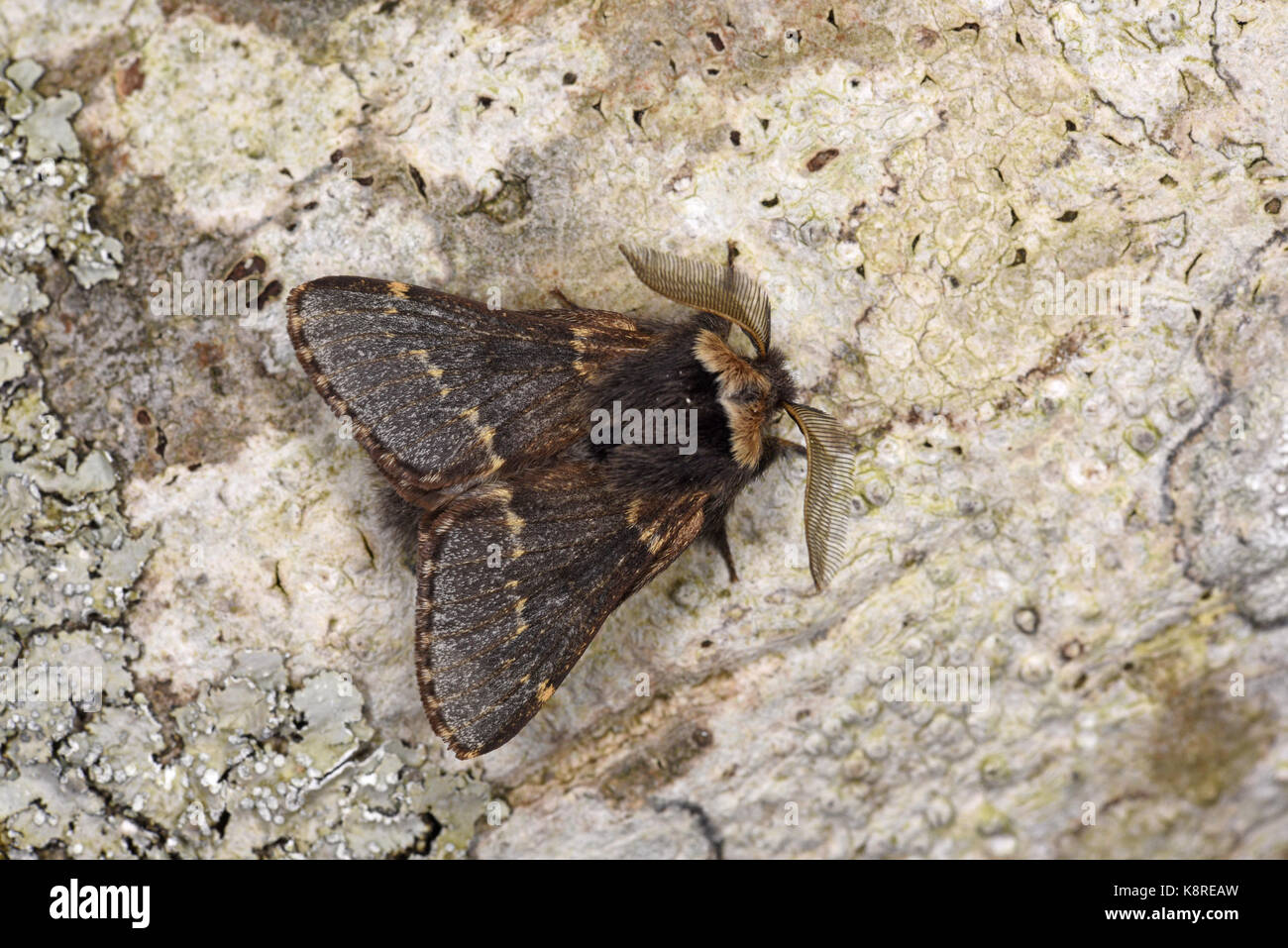 December moth hi-res stock photography and images - Alamy
