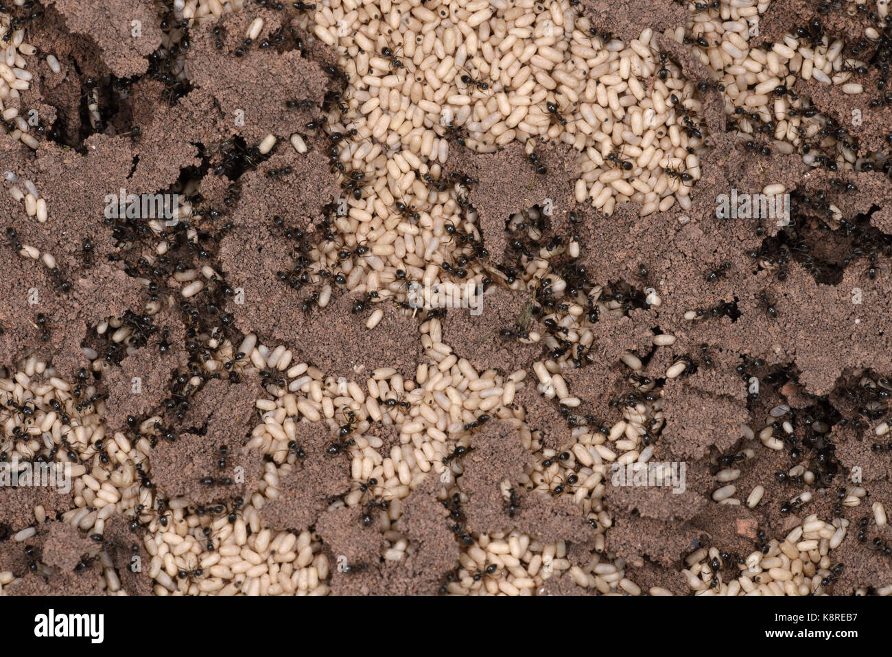 Black Garden Ant (Lasius niger) exposed nest showing workers and ...