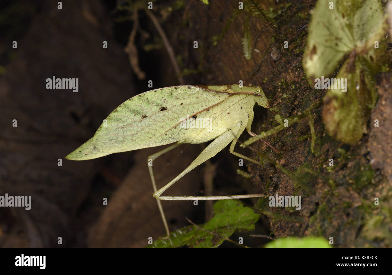 Bush Katydid, Orthoptera, Costa Rica, March Stock Photo - Alamy