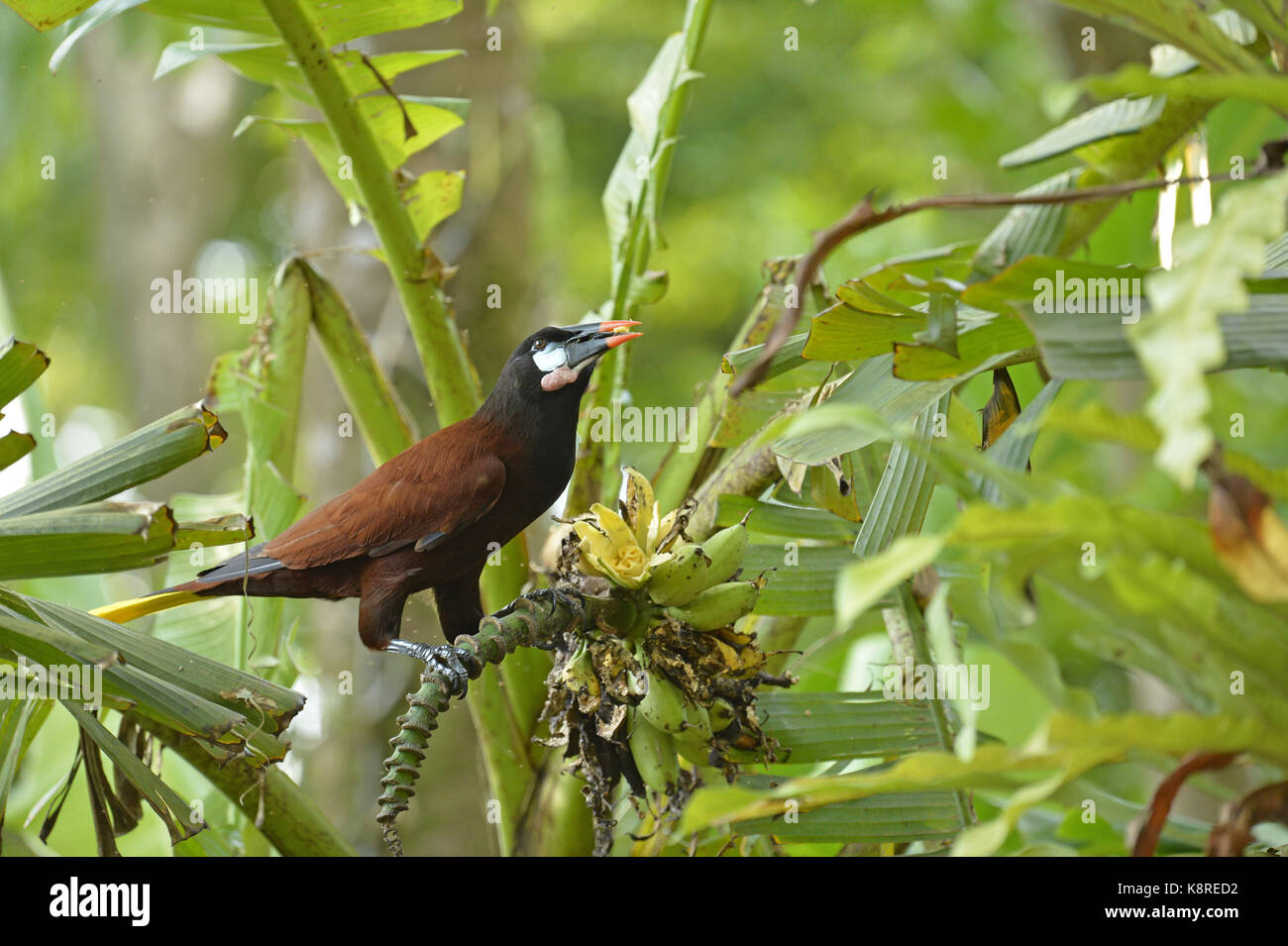 Montezuma's Oropendola (Psarocolius montezuma) perched on banana plant ...