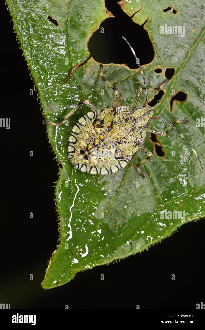Stink Bug, Hemiptera, Costa Rica, March Stock Photo - Alamy