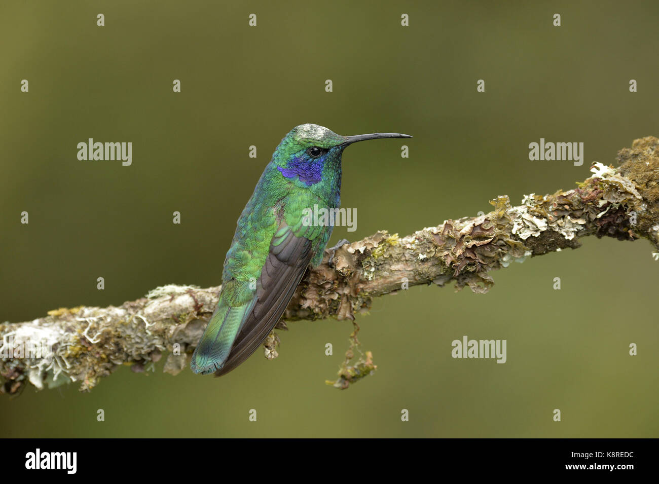 Green Violetear Hummingbird (Colibri thalassinus) male perched on ...