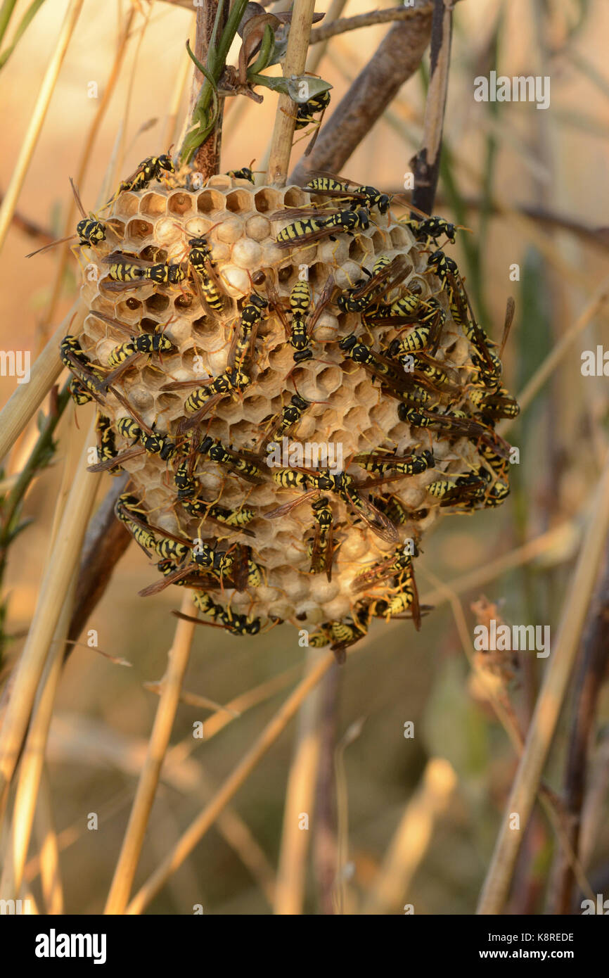 European Paper Wasp (Polistes dominula) nest in long grass, covered in ...