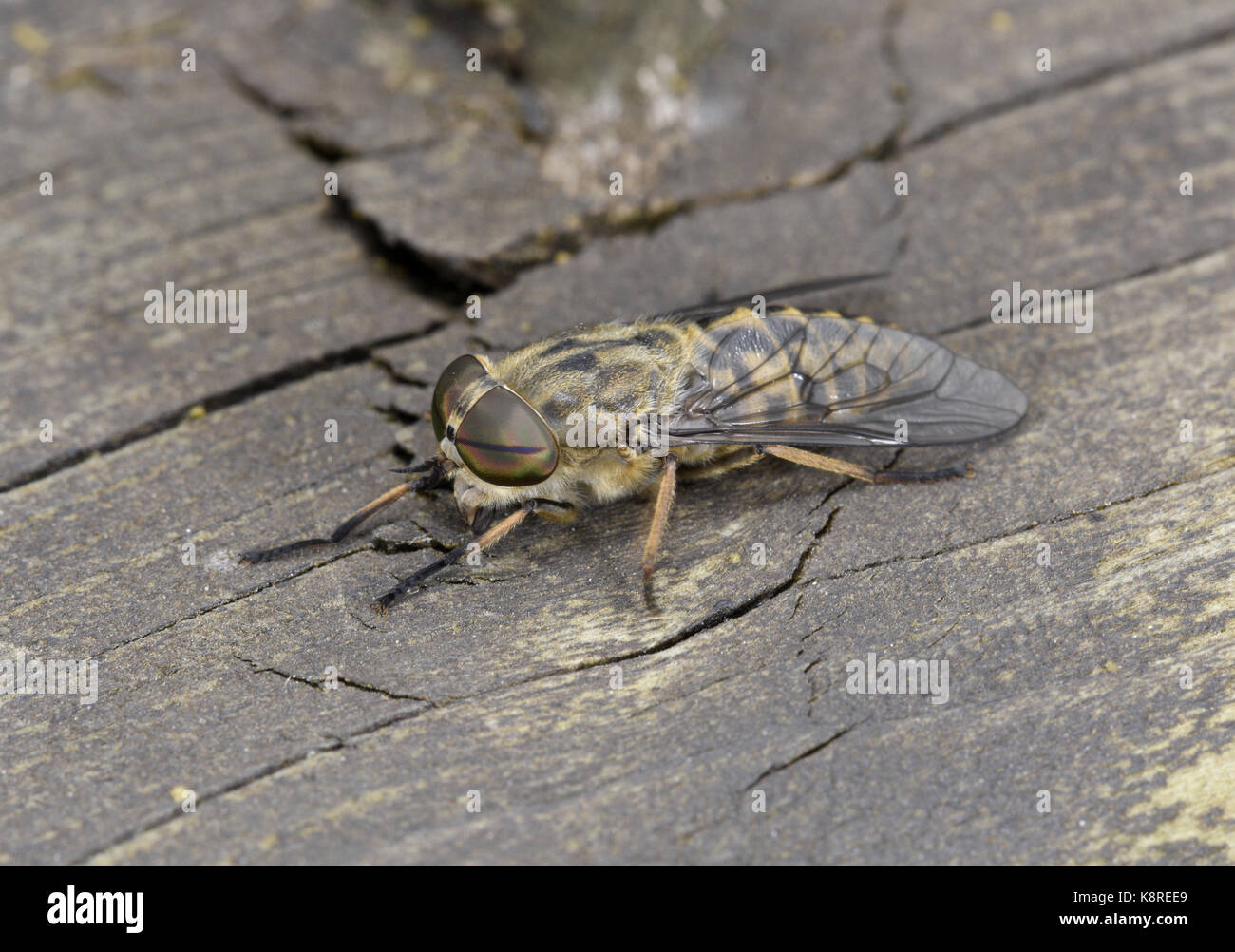 Horse-fly (Tabanus bromius) adult at rest on wood, Monmouth, Wales ...