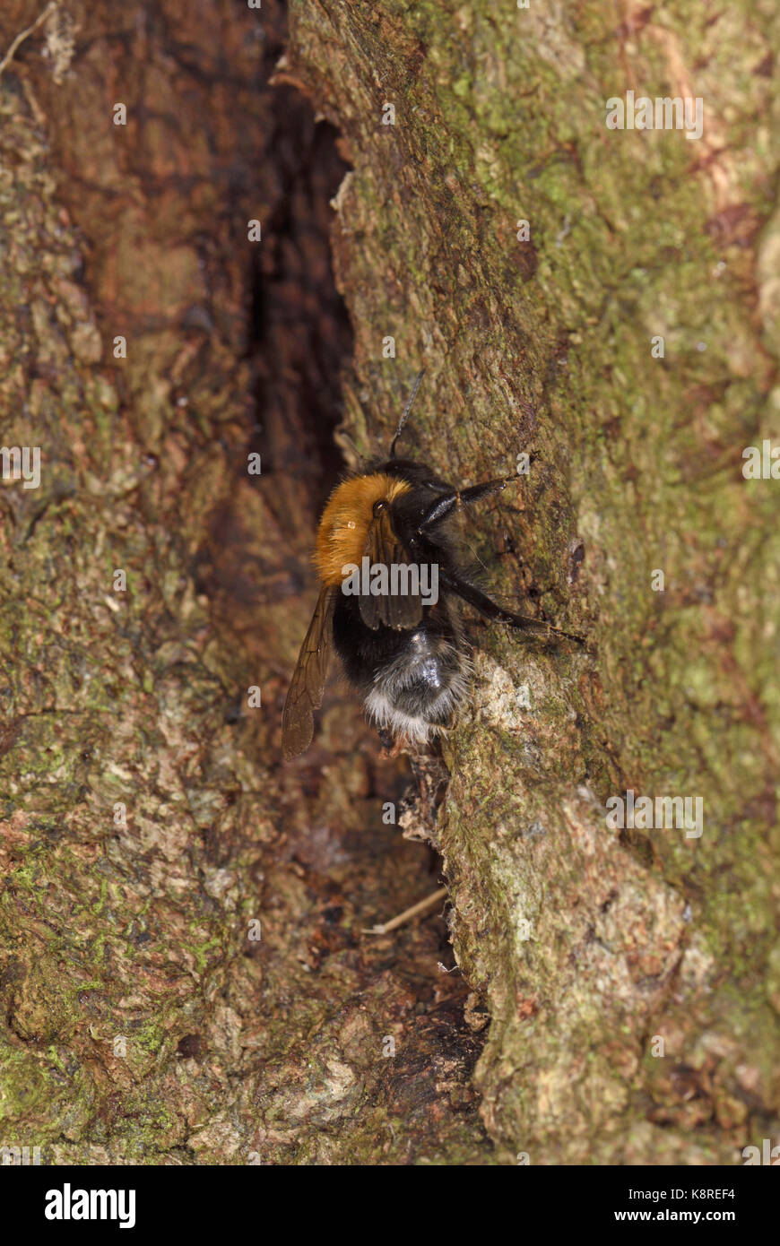 Bumblebee nest entrance hole hi-res stock photography and images - Alamy