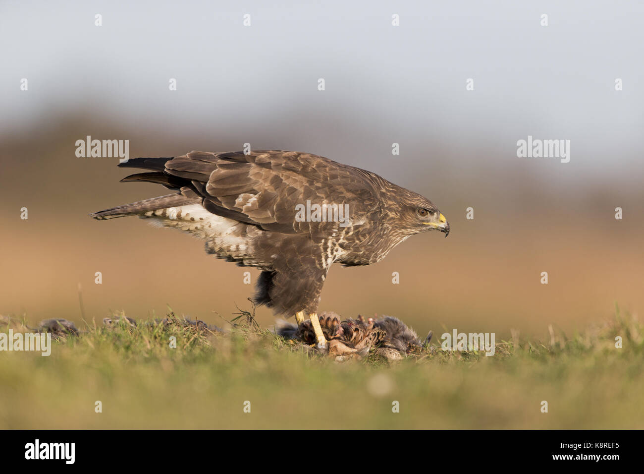 Buzzard uk pheasant hi-res stock photography and images - Alamy