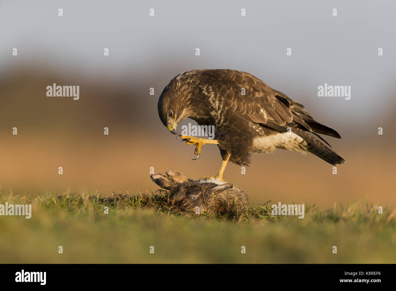 Foot of common buzzard hi-res stock photography and images - Alamy