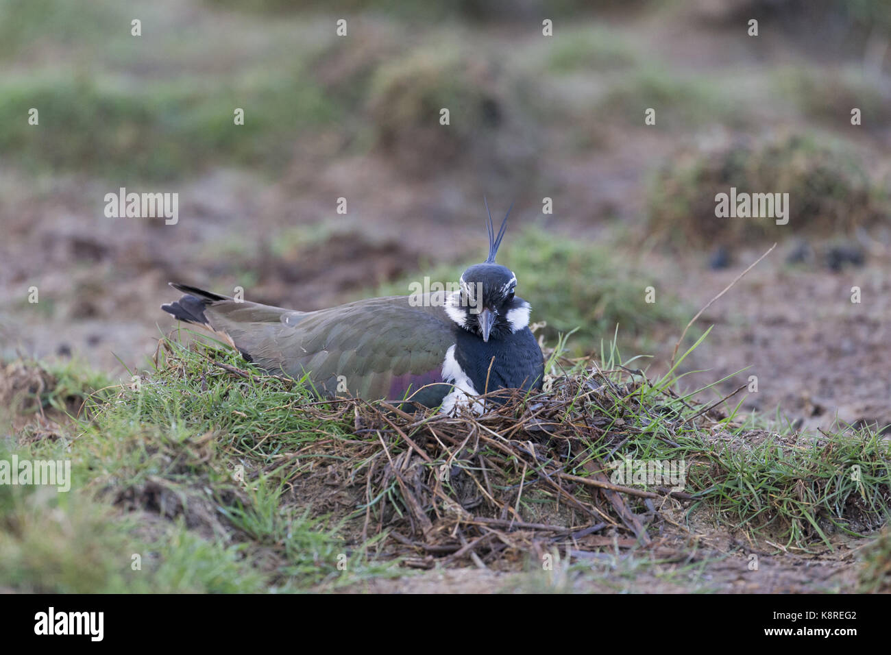 Lapwing nest eggs northern lapwing hi-res stock photography and images ...