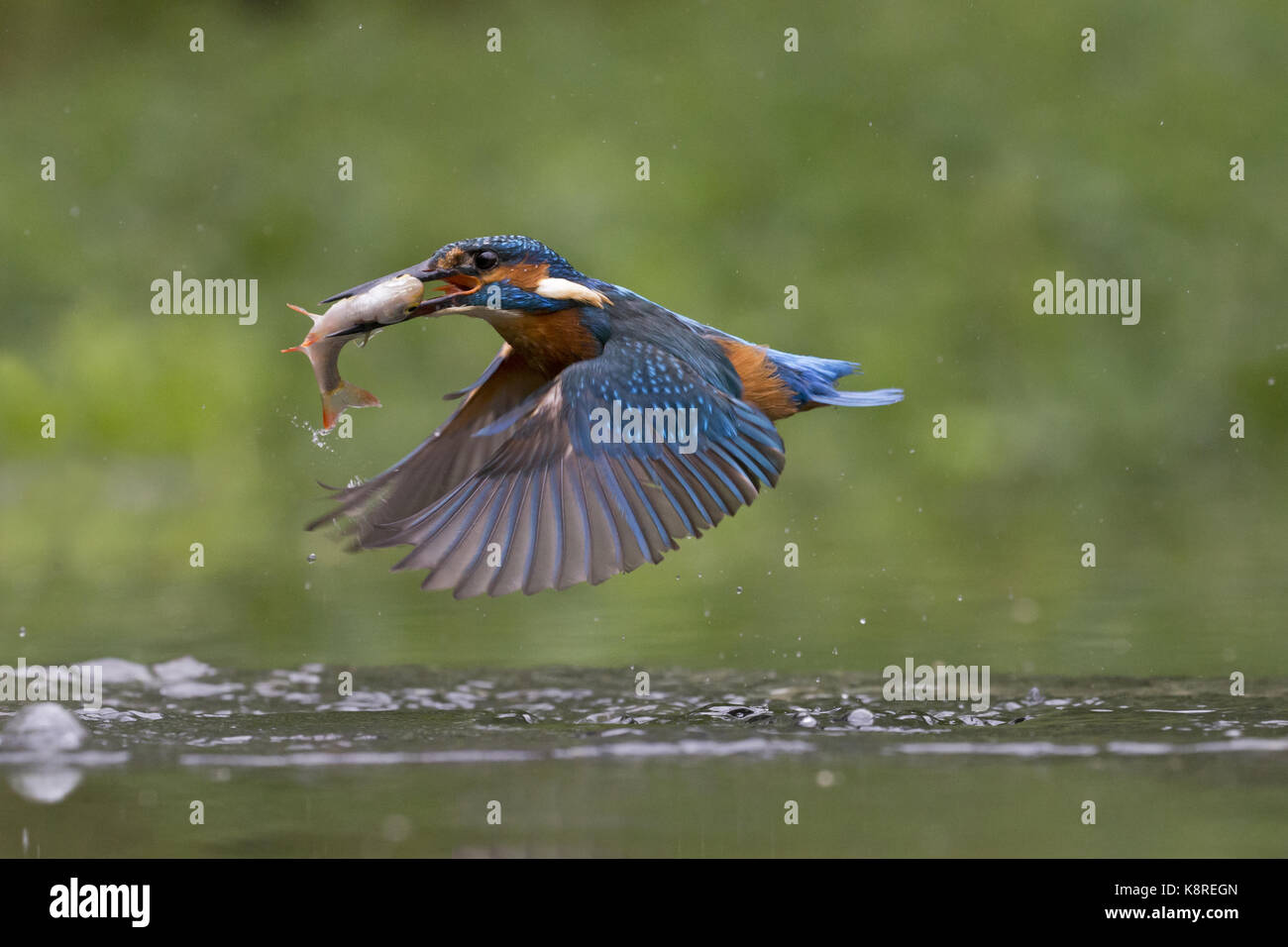 Rudd fish uk hi-res stock photography and images - Alamy