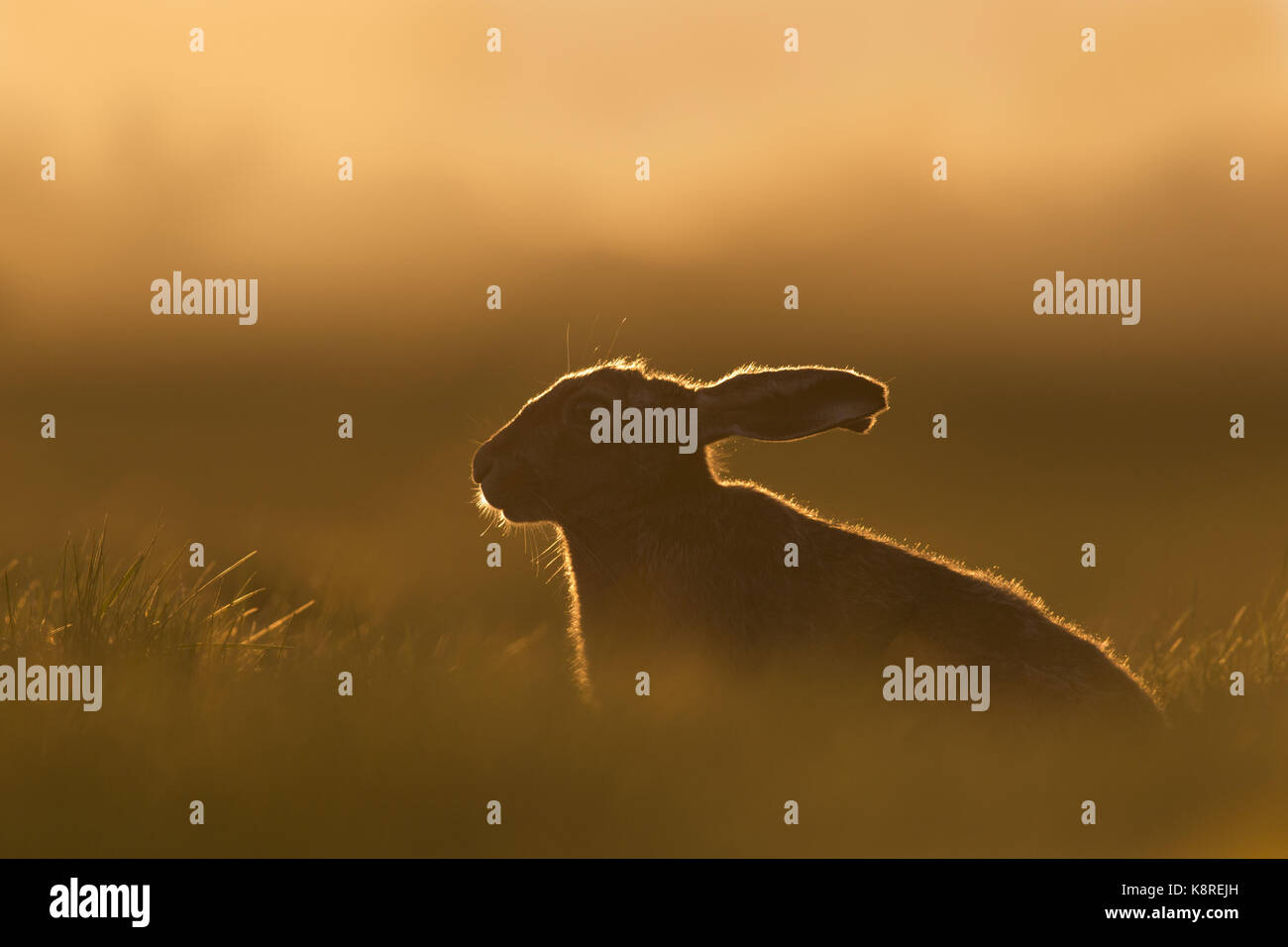 European Hare (Lepus europeaus) adult, standing in grass field, backlit ...